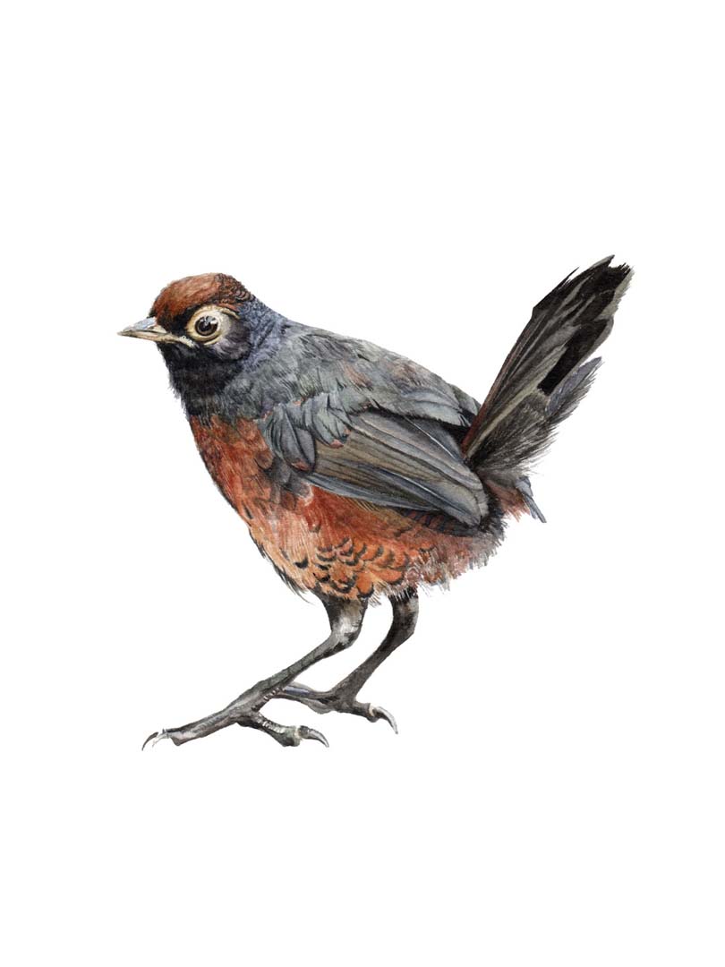 Hued-Hued - Daniela Fuchslocher