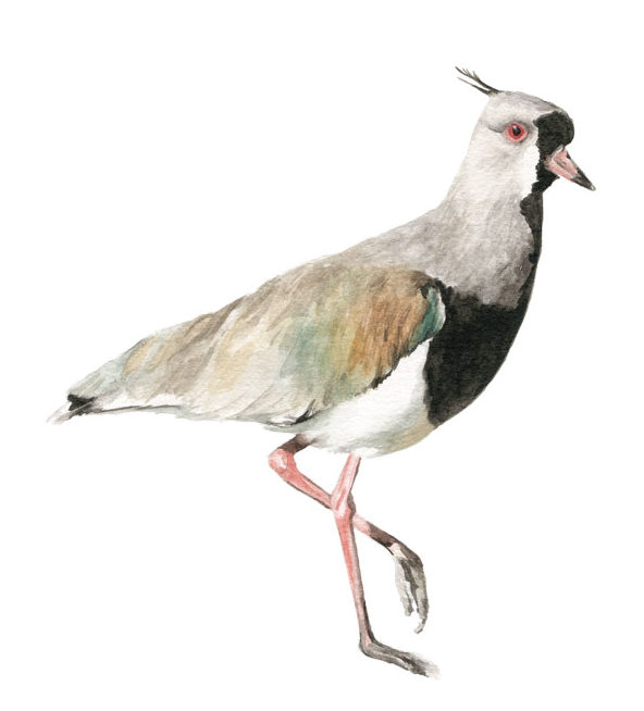 TREILE 1 – Daniela Fuchslocher