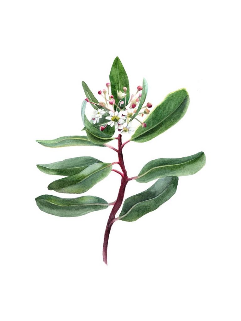 Canelo - Daniela Fuchslocher