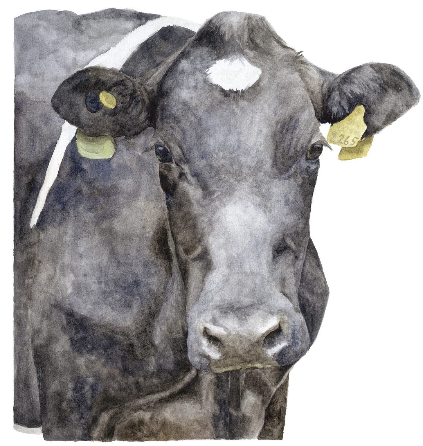 Vaca Negra - Daniela Fuchslocher